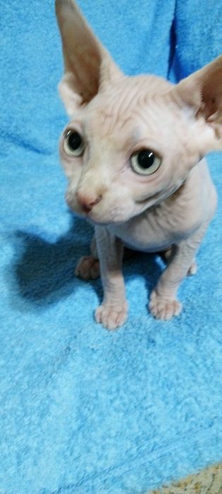 Срочно продаются котята