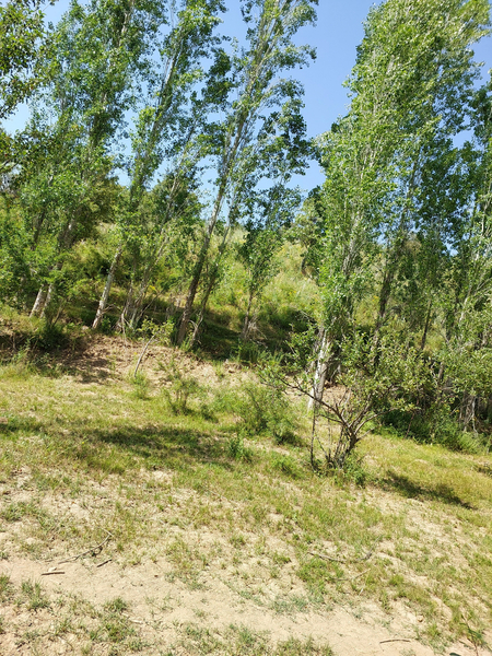 Дача в чимгане в аренду посуточно