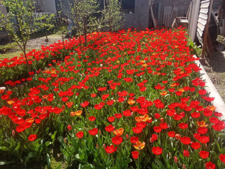 Продается луковицы тюльпанов местных сортов