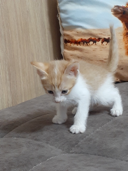 ПРОДАЮТСЯ котятки / 1,5 месяца