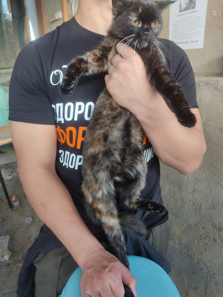 Британская черепахавая кошка