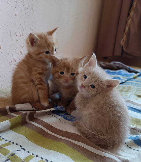 Пристаиваются котята в добрые ручки