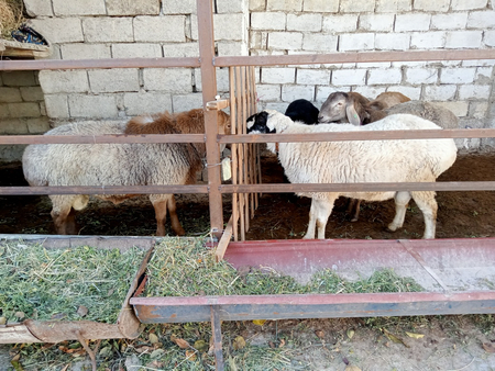 Кучкорлар сотилади