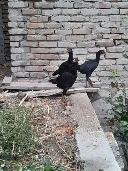Куланги товуклар сотувда