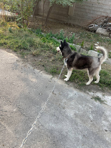 xatiko zoti it juda zor