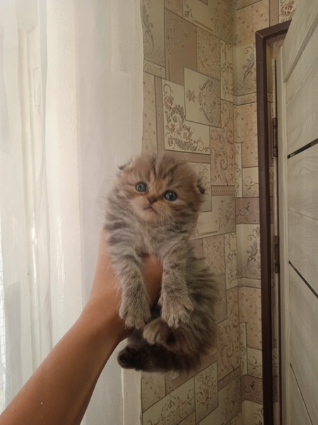Котята от правильной вязки