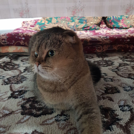 Кошка скоттиш фолд связка девочка