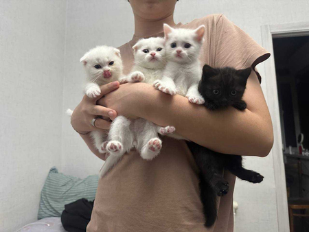 Котята Веслоухие Страйт Чистокровные