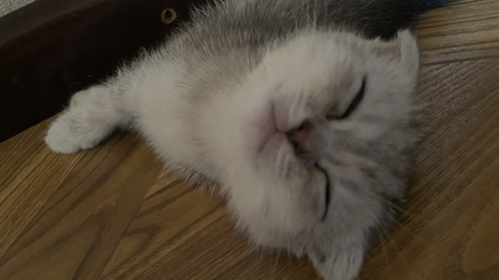 Котенок мальчик/Огил бола мушукча