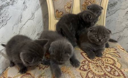 Вислоухие котята