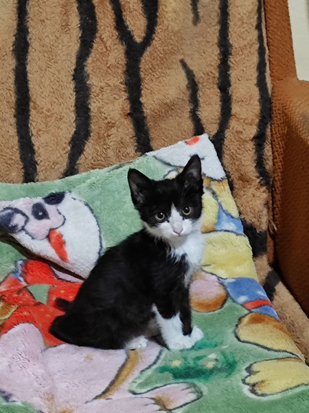 Пристраивается котенок