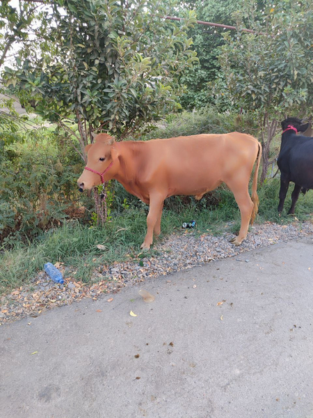 Buqacha sotiladi