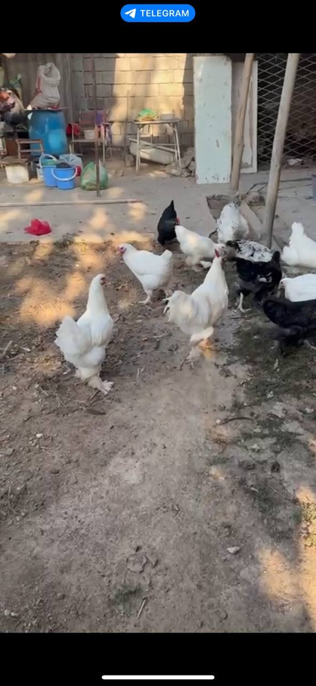 tovuq xorozlar sotiladi