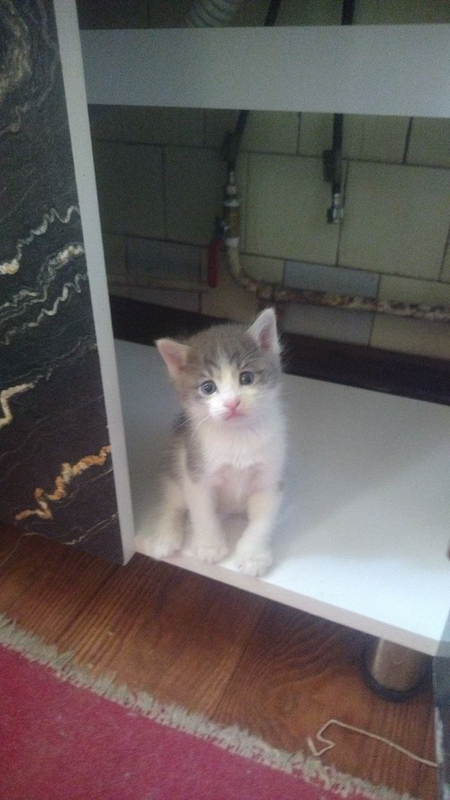 Продаются шотландские котята