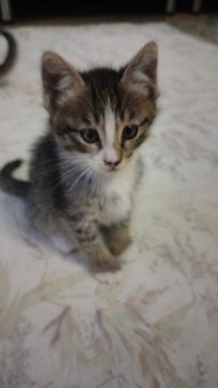 Отдам котят в хорошие руки