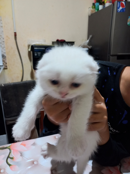 Британская скотиш форд
