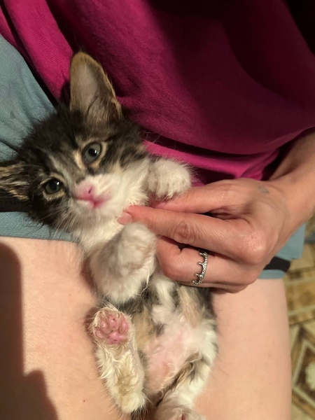 Бесплатно котята в хорошие руки