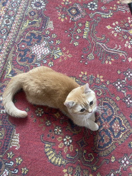 Рыжий котенок манчкин