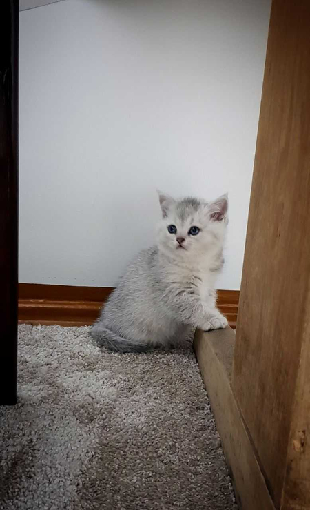 Британские котята