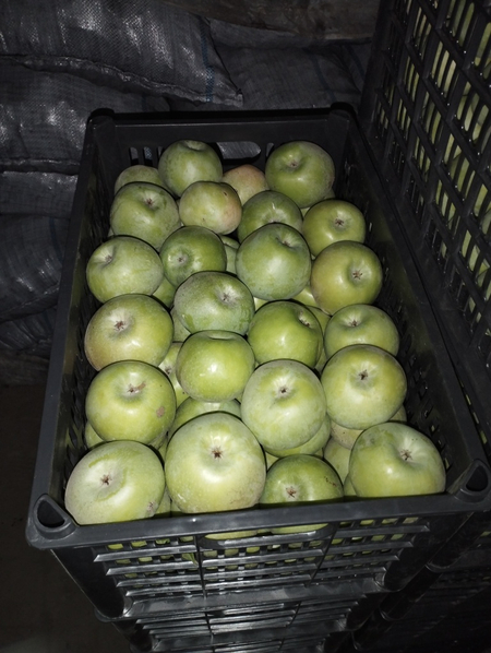 Olma sotiladi 6000 soʻm kilosi