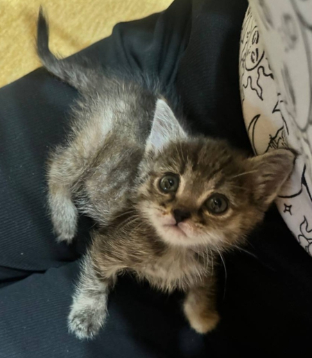 Котёнок девочка домашняя