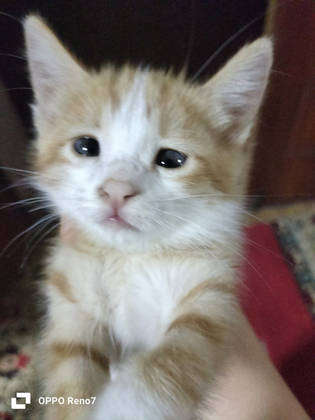 Отдам котят в хорошие руки