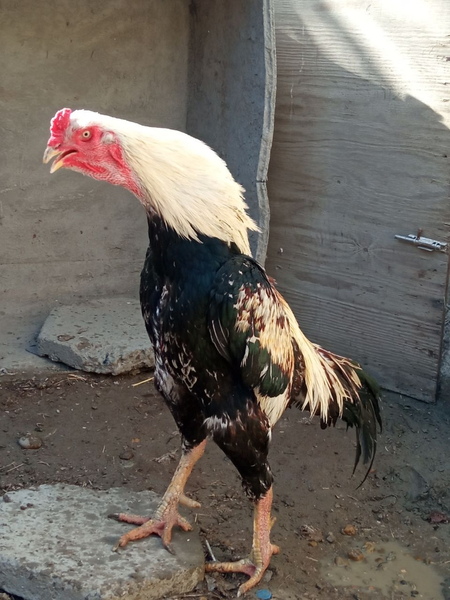Kulangi tuxumlari