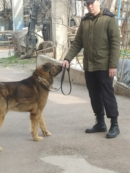 Предлагаем отличного кабеля с хорошим костяком и родословной молодой