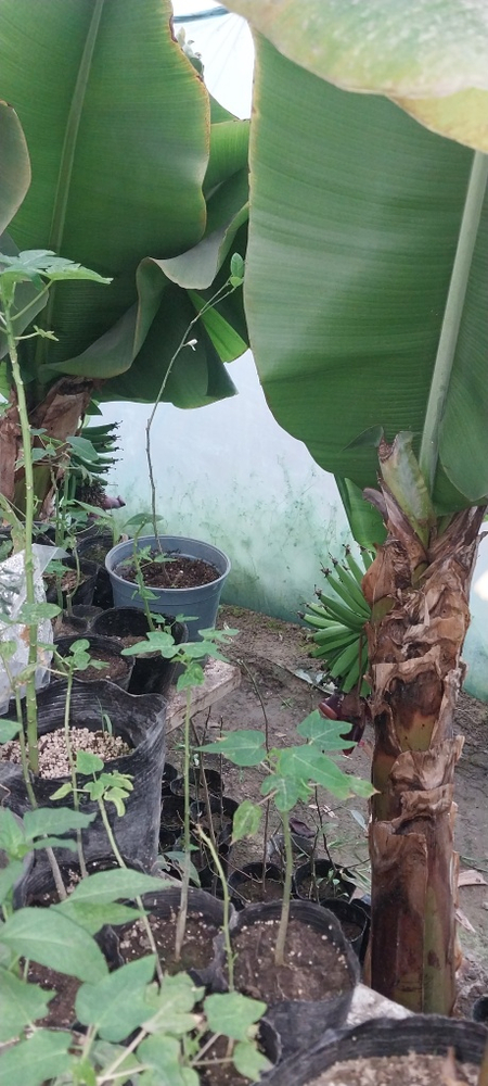 Banan papaya ko'chatlari sotiladi