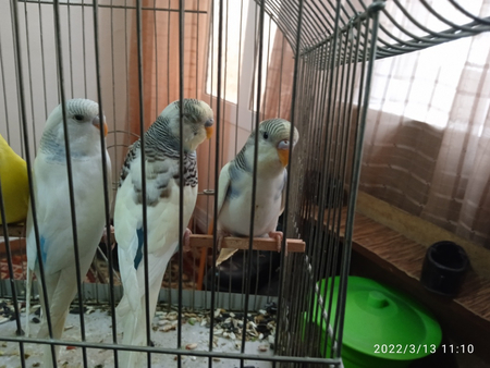 Валнистые попугаи красивое не обычнова окраса здоровые не больные почт