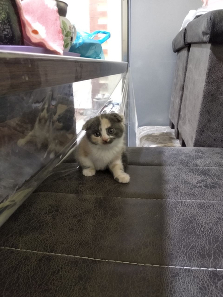 веслоухий котёнок