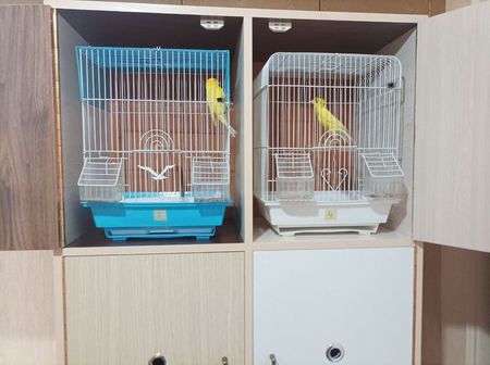 Продаются канарейки
