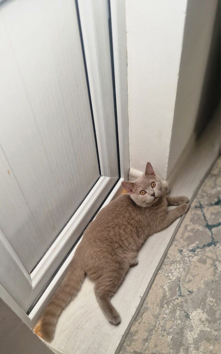 Мушук скоттиш страйт