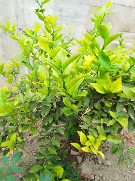 Limon koʻchatlari sotiladi