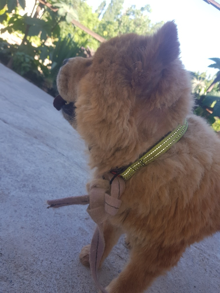 Chau chau toza zot