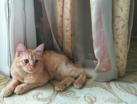 Котик 7 месяца отдам в хорошие руки