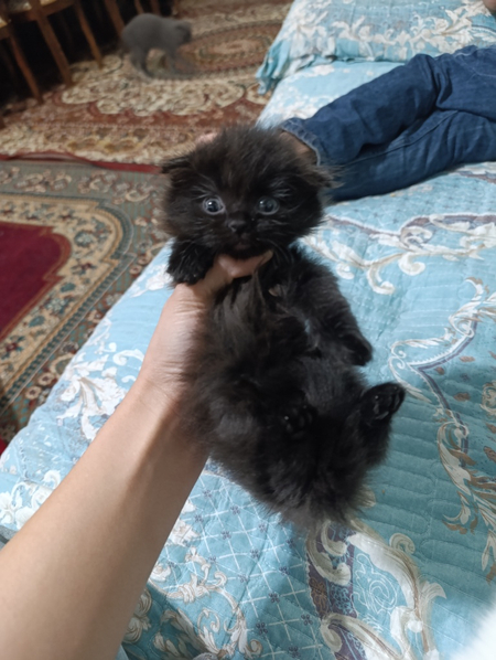 Скоттиш фулд и страйт