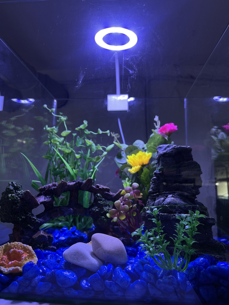 Akvarium Kub 0.6 oynadan yasalgan