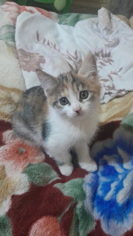 Бесплатно Отдаем котят в добрые руки