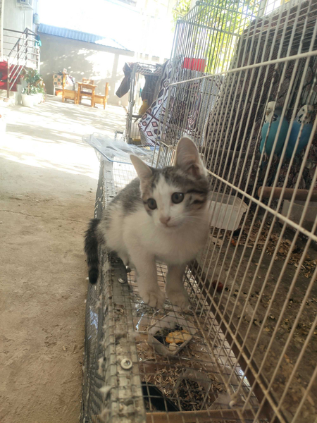 Отдам котёнка в хорошие руки