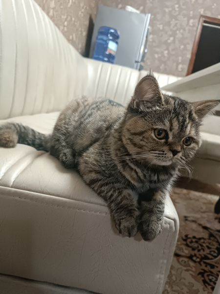 Срочна мушук сотилади. Онаси золотистий шиншилла. Отаси скотч страйт.
