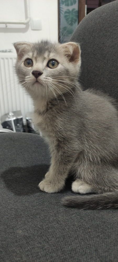 Продаются котята 2 мальчика 1 девочка