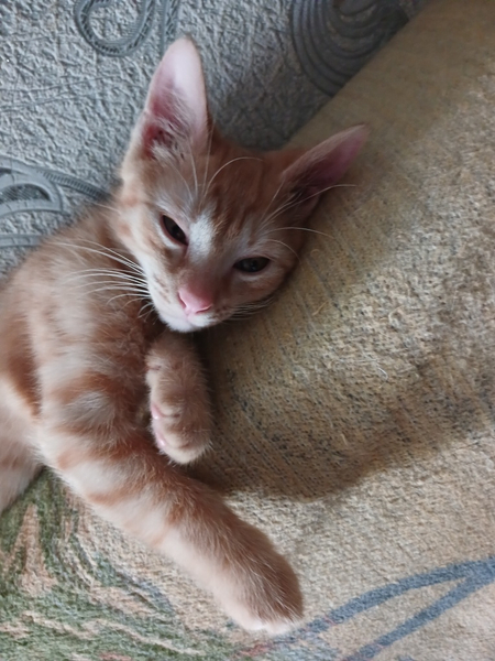 Котёнок 4 месяца, рыжая морда) очень классный игривый деловой, лоток +