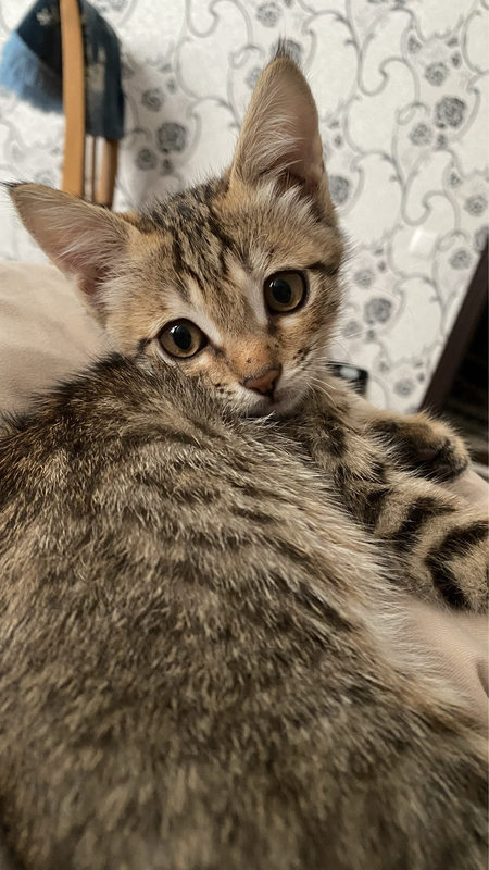 Котёнок в добрые руки Хадияга мушук боласи