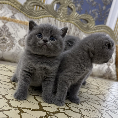 Плюшевые Шотландские Тигровая медвежата