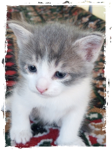 Продаются котята 2 месяца