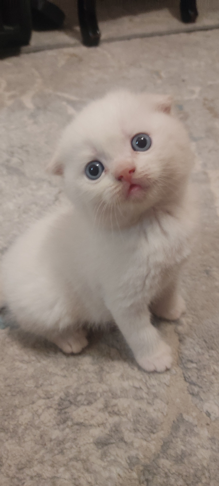 Продаются котята