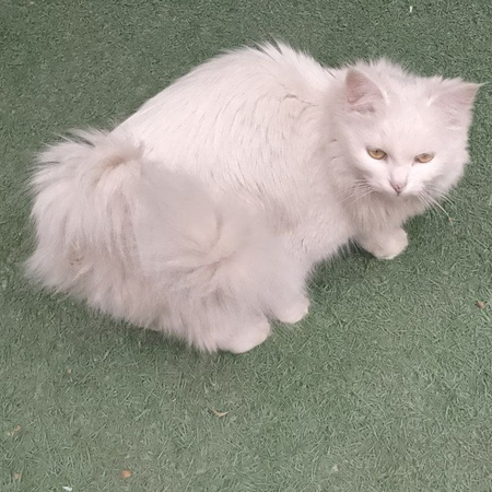 Продаются котята