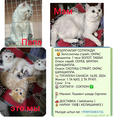 Мушукчалар сотилади тозза зот