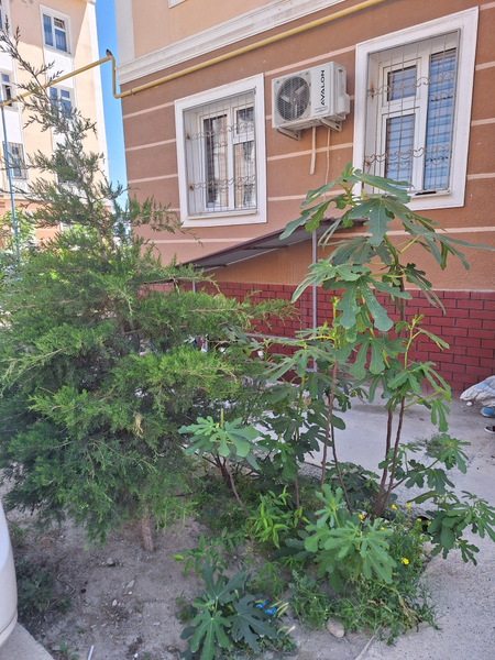 Миндонобод мошина бозор ёнида